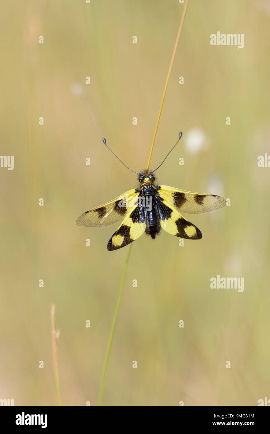 Oestliches Schmetterlingshaft, Libelloides macaronius, Ascalaphid ...