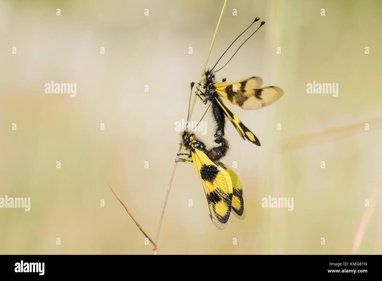 Oestliches Schmetterlingshaft, Libelloides macaronius, Ascalaphid ...