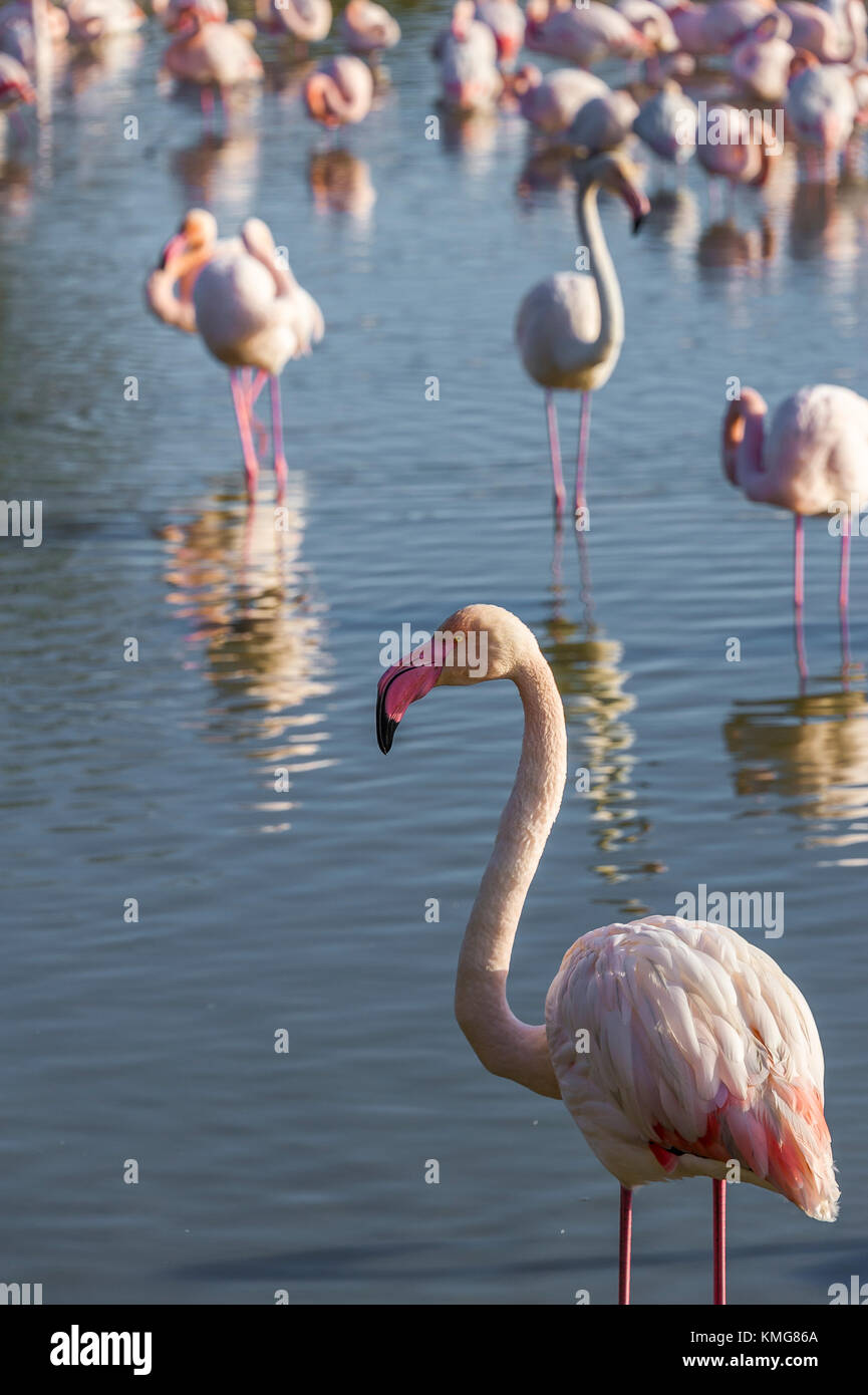PONT DE GAU, CAMARGUE, FLAMANTS ROSES, BDR FRANCE 13 Stock Photo - Alamy
