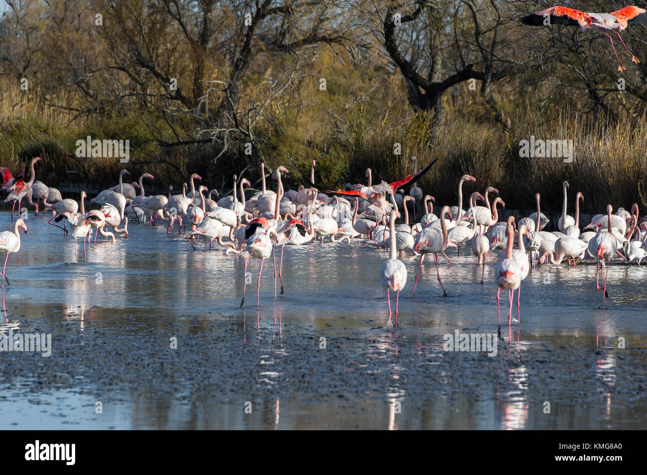 PONT DE GAU, CAMARGUE, FLAMANTS ROSES, BDR FRANCE 13 Stock Photo - Alamy