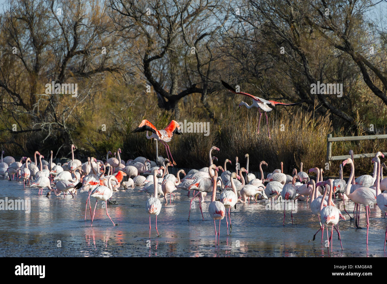 PONT DE GAU, CAMARGUE, FLAMANTS ROSES, BDR FRANCE 13 Stock Photo - Alamy
