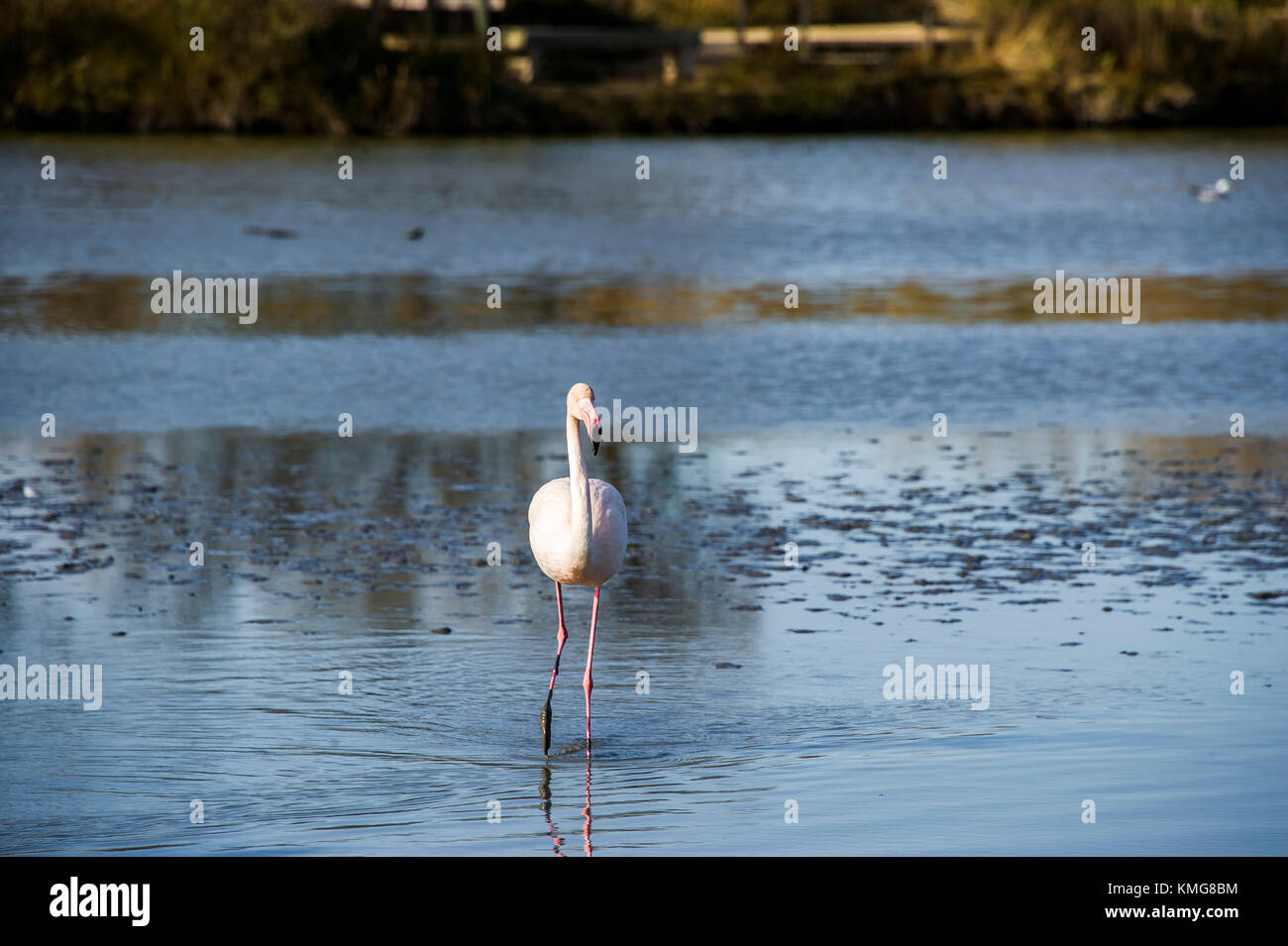 PONT DE GAU, CAMARGUE, FLAMANTS ROSES, BDR FRANCE 13 Stock Photo - Alamy