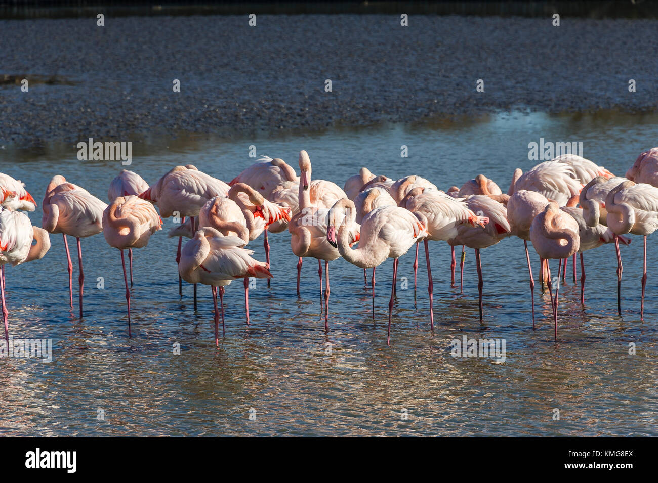PONT DE GAU, CAMARGUE, FLAMANTS ROSES, BDR FRANCE 13 Stock Photo - Alamy