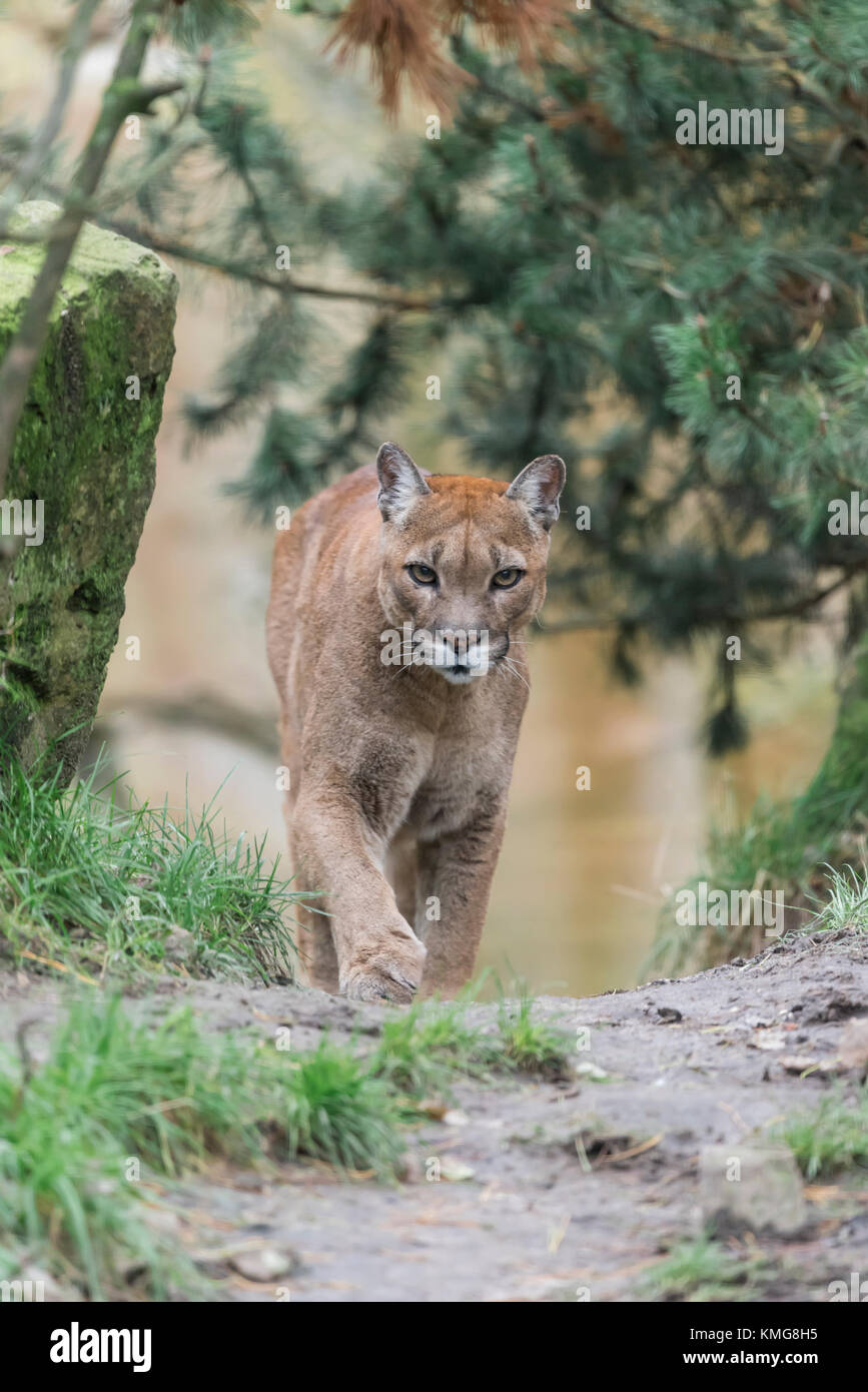 Puma,Puma concolor, Puma Stock Photo - Alamy
