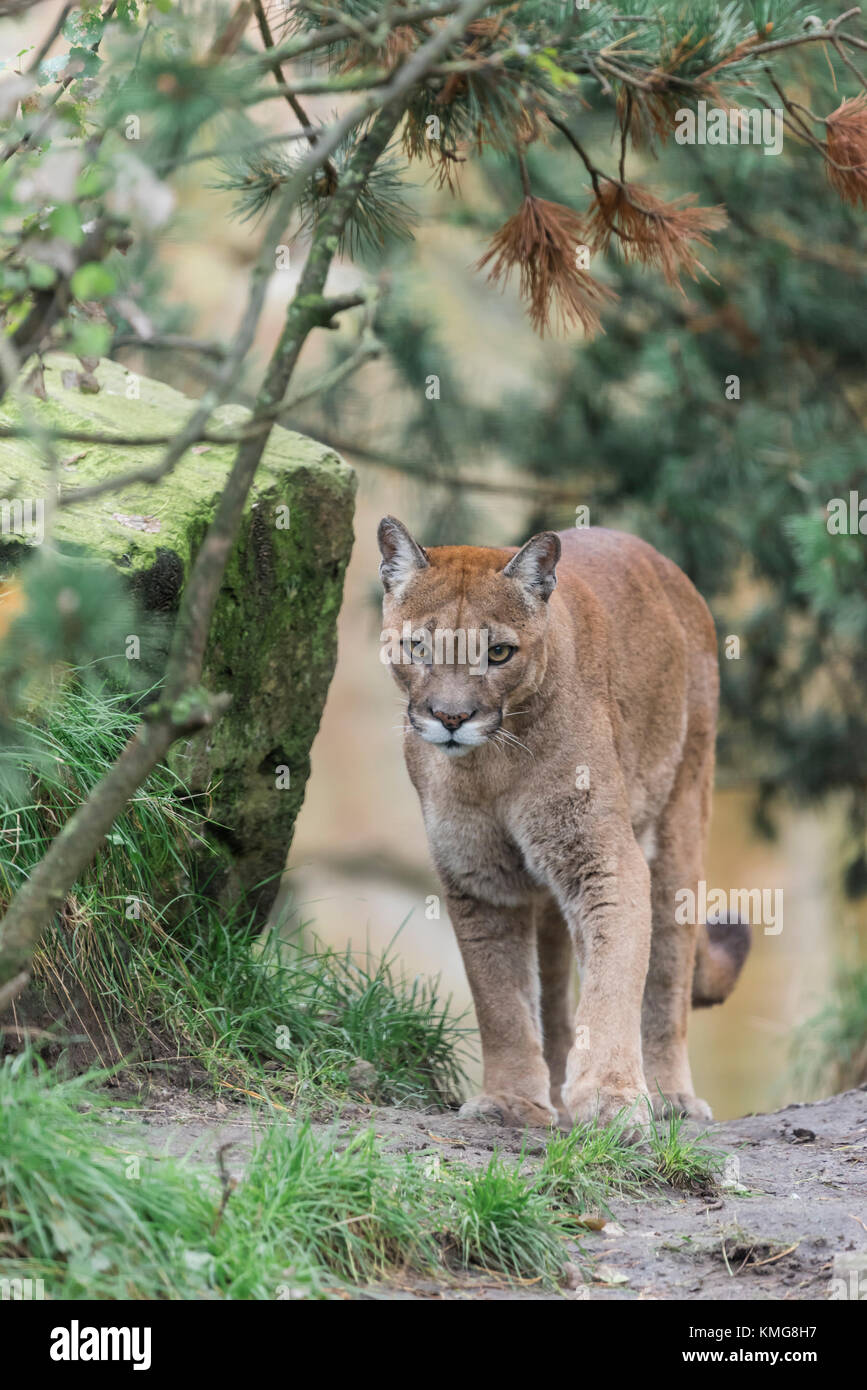 Puma,Puma concolor, Puma Stock Photo - Alamy