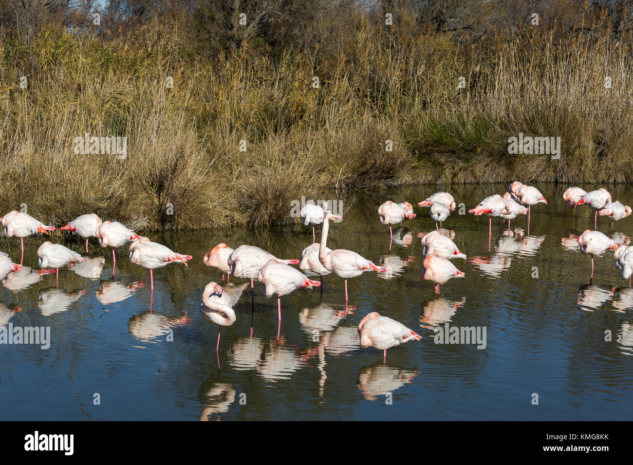 PONT DE GAU, CAMARGUE, FLAMANTS ROSES, BDR FRANCE 13 Stock Photo - Alamy
