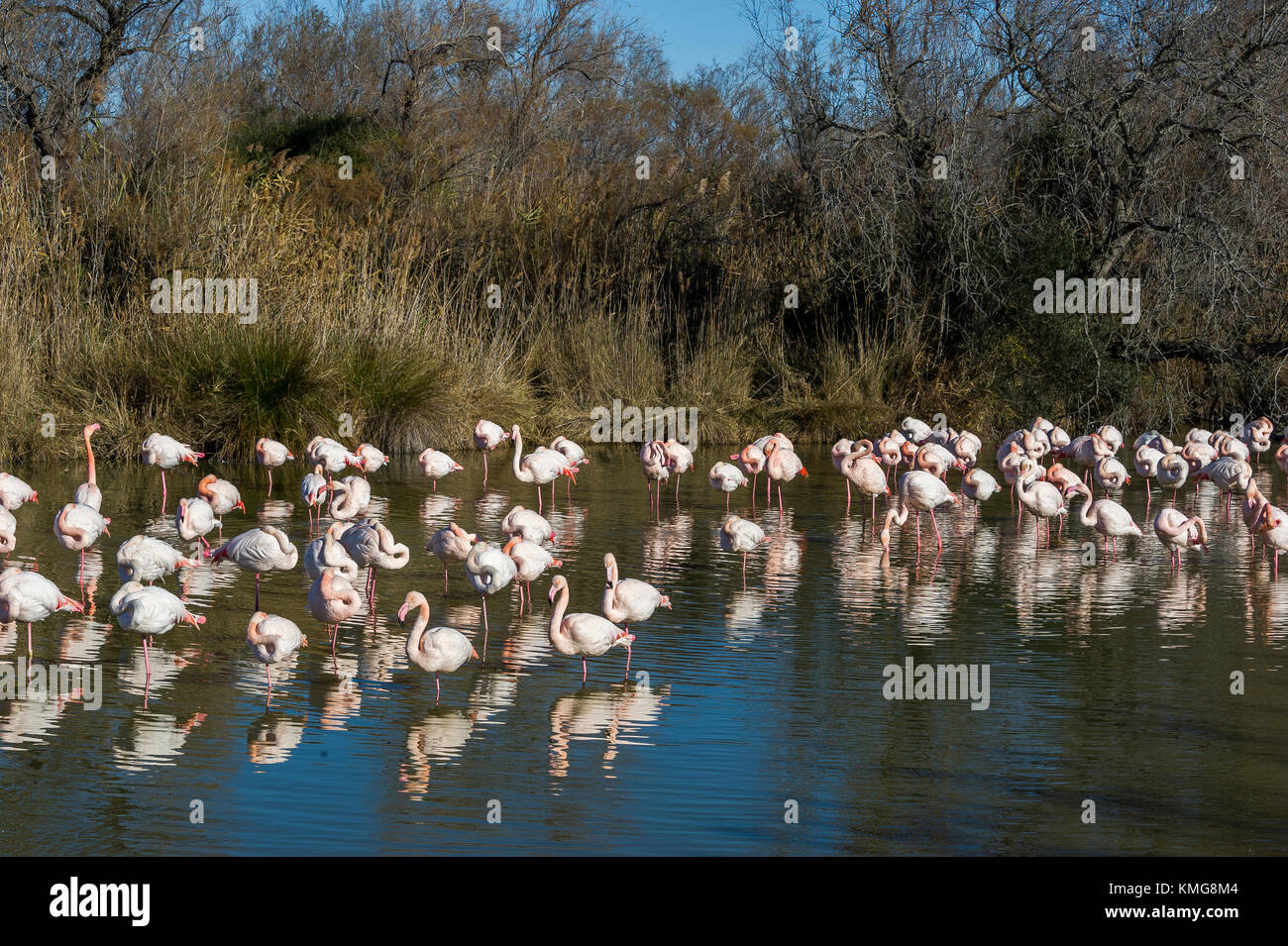PONT DE GAU, CAMARGUE, FLAMANTS ROSES, BDR FRANCE 13 Stock Photo - Alamy