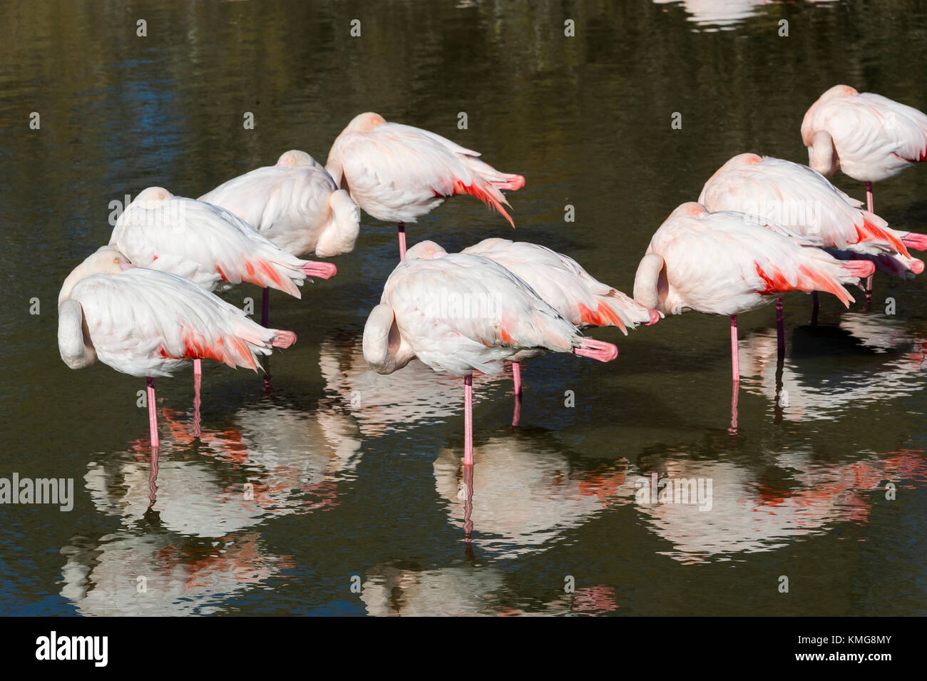 PONT DE GAU, CAMARGUE, FLAMANTS ROSES, BDR FRANCE 13 Stock Photo - Alamy