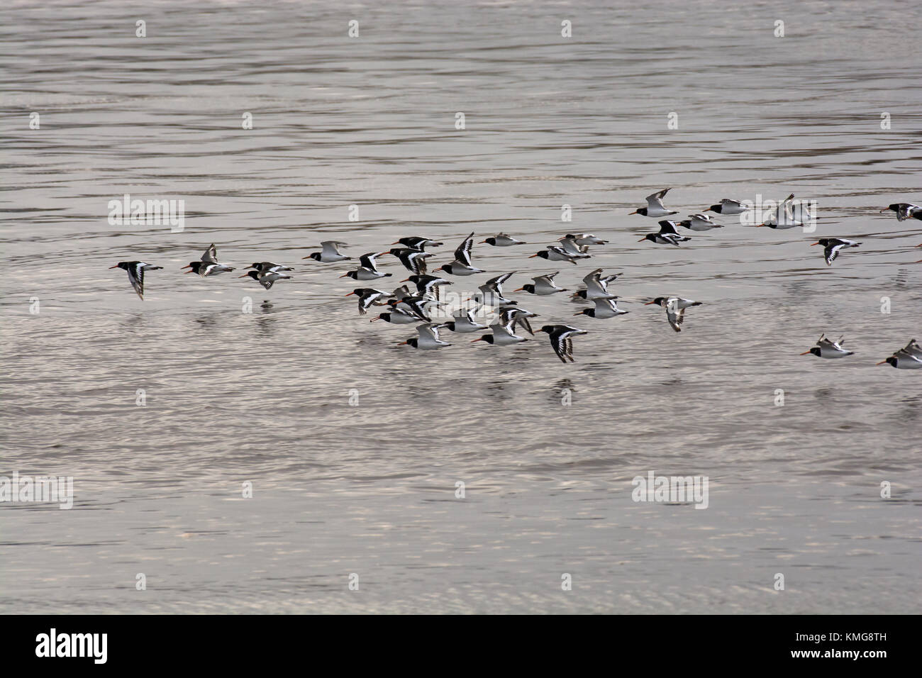 Eurasian Oystercatchers, Haematopus ostralegus, in flight over Wyre ...