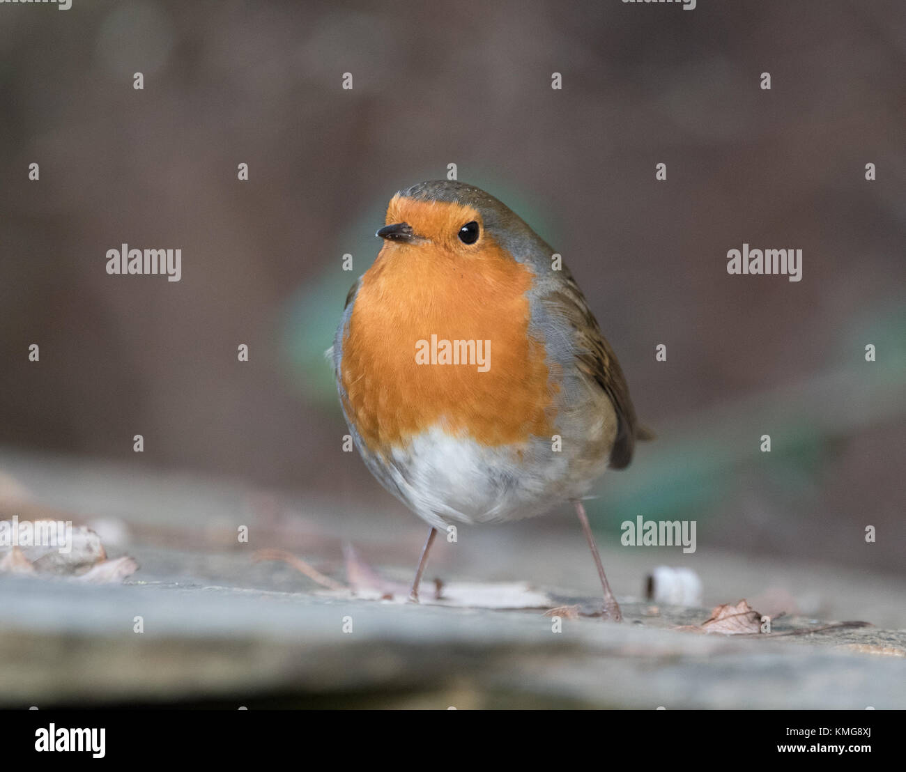 Red robin flying hi-res stock photography and images - Alamy