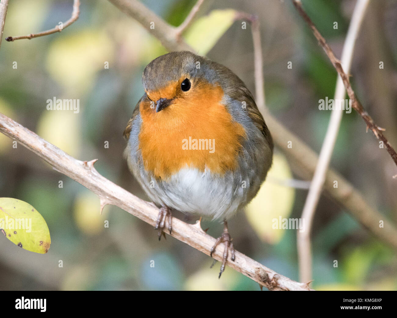Xmas robin hi-res stock photography and images - Alamy