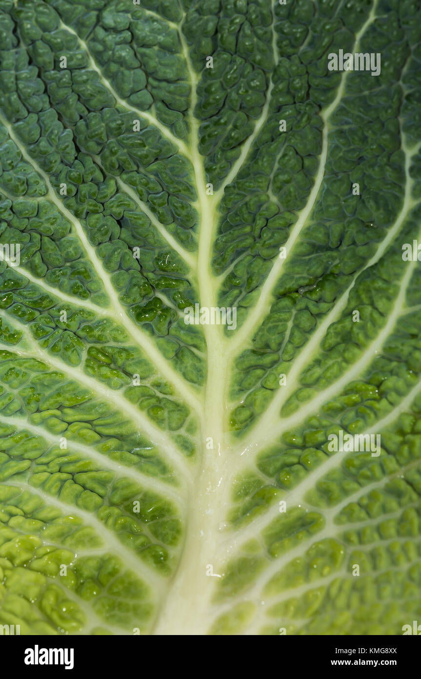 Chou vert frise hi-res stock photography and images - Alamy