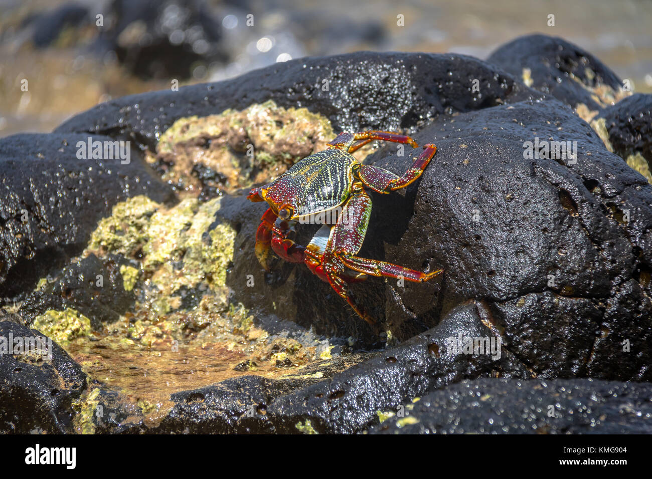 Colorful Red Crab (Goniopsis cruentata) at Praia do Sancho Beach ...