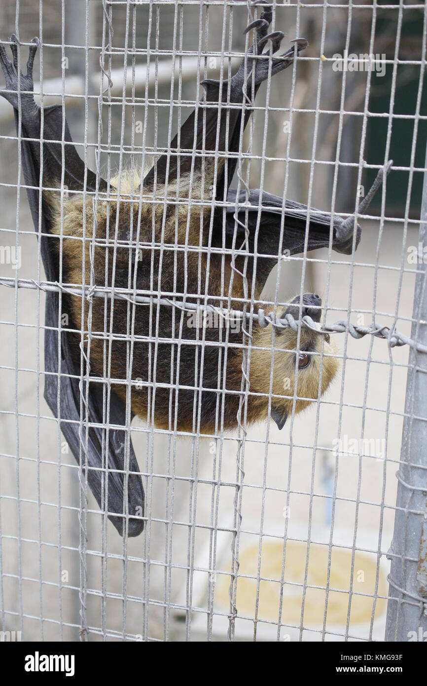 Gerald Durrell Endemic Wildlife Sanctuary,is an animal sanctuary ...