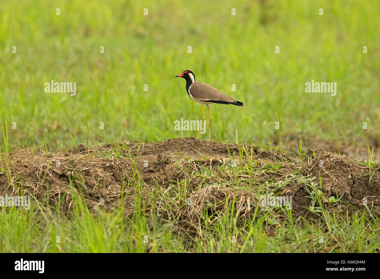 Red-wattled Lapwing (Vanellus indicus Stock Photo - Alamy