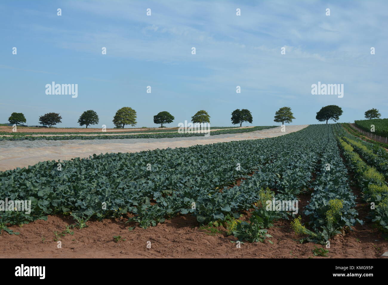 Rows of crops and trees on distant skyline Stock Photo - Alamy