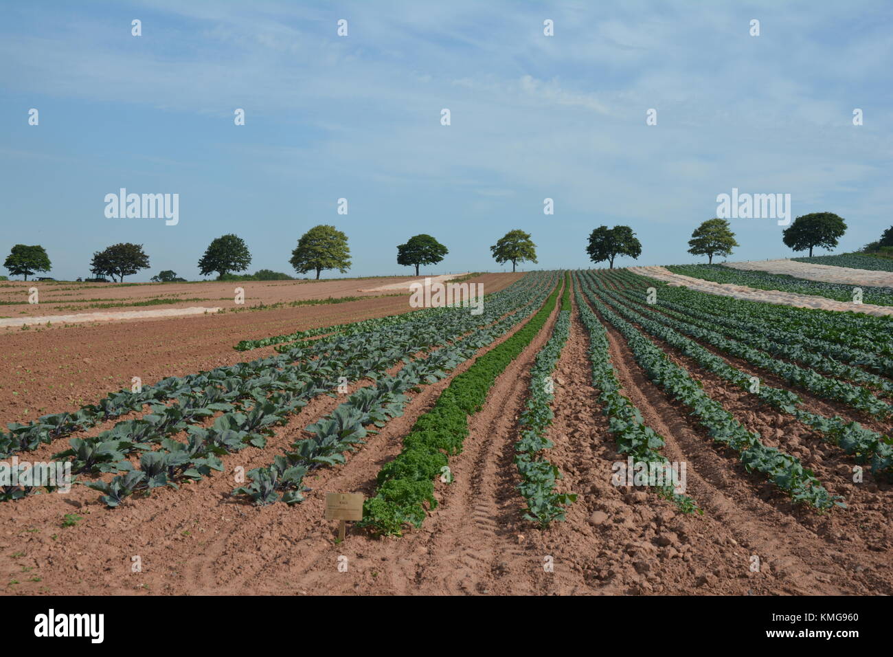 Rows of crops and trees on distant skyline Stock Photo - Alamy