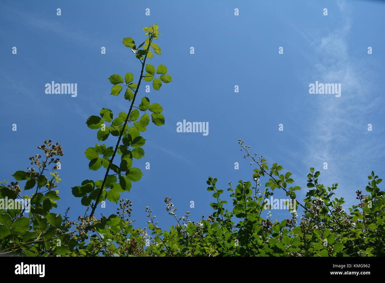 Wispy plant hi-res stock photography and images - Alamy