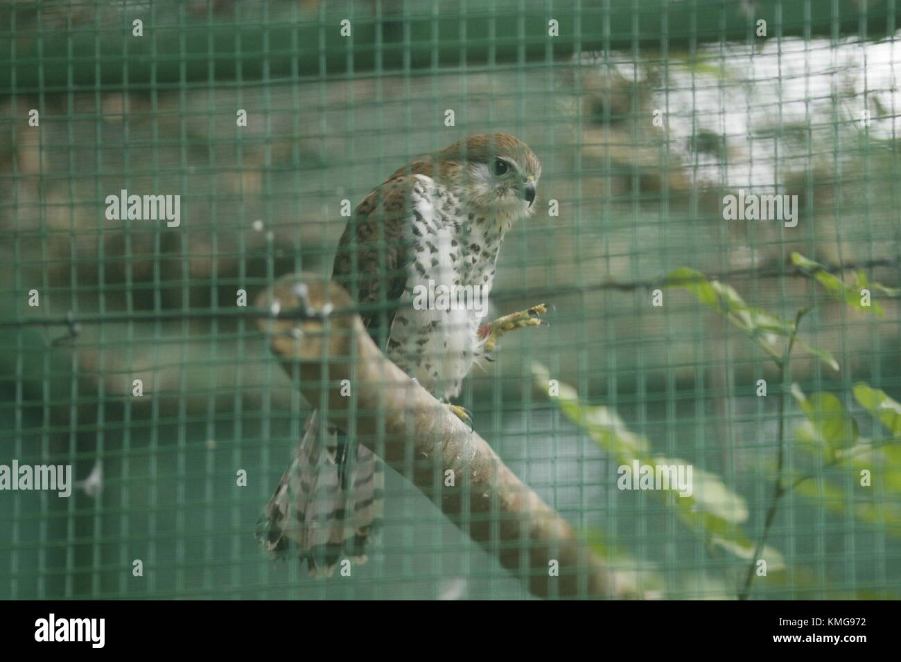 Gerald Durrell Endemic Wildlife Sanctuary,is an animal sanctuary ...