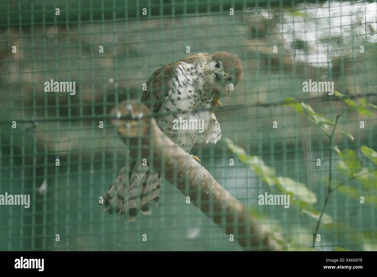 Gerald Durrell Endemic Wildlife Sanctuary,is an animal sanctuary ...