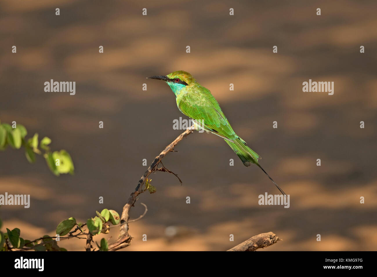 Green Bee-eater (Merops orientalis Stock Photo - Alamy