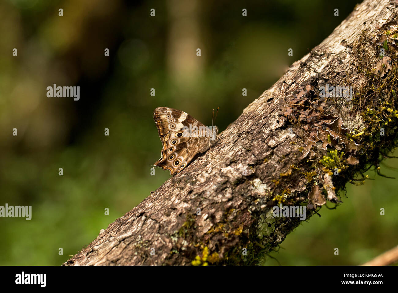 Lethe High Resolution Stock Photography and Images - Alamy