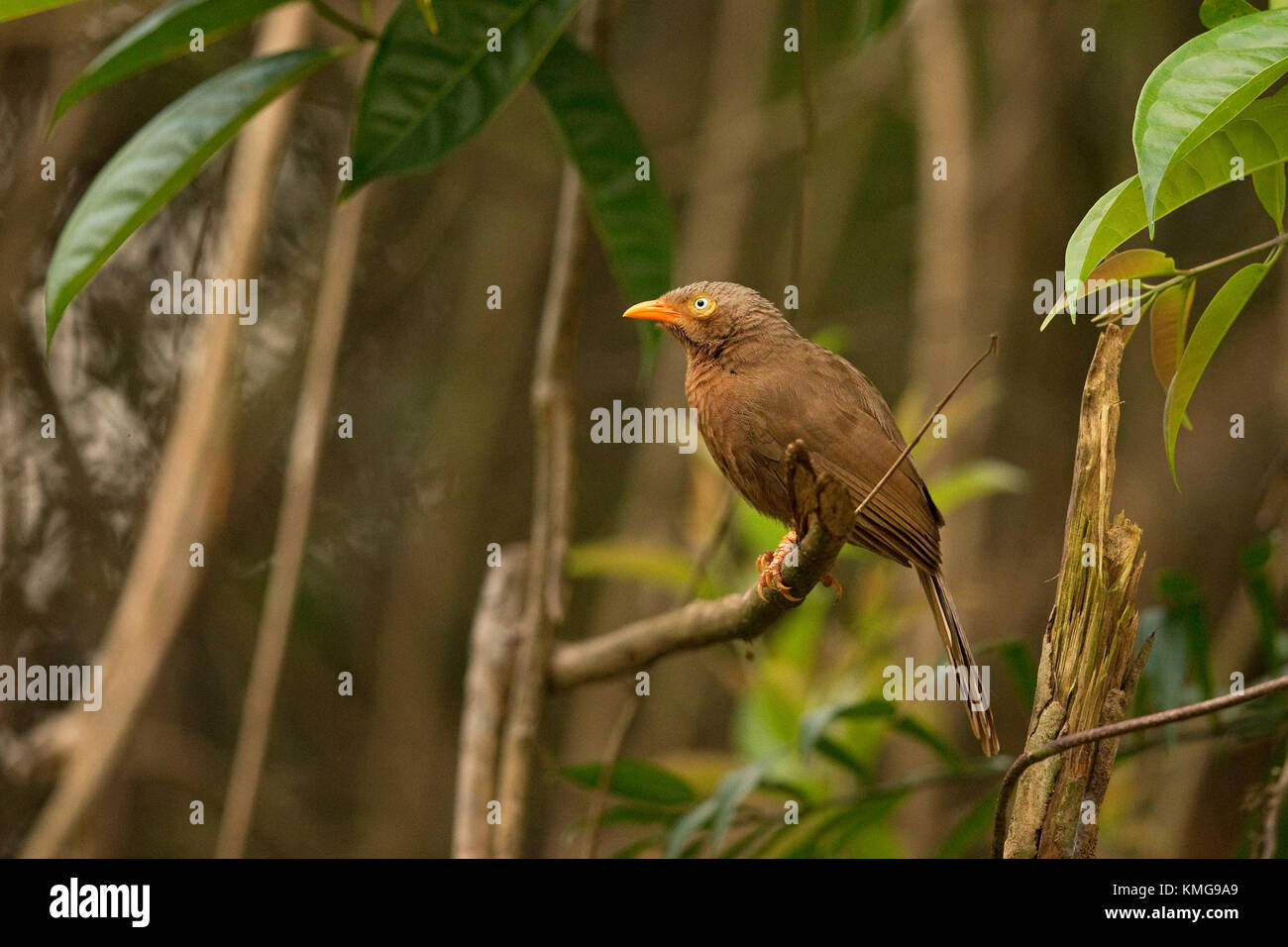 Orange-billed Babbler (Turdoides rufescens Stock Photo - Alamy