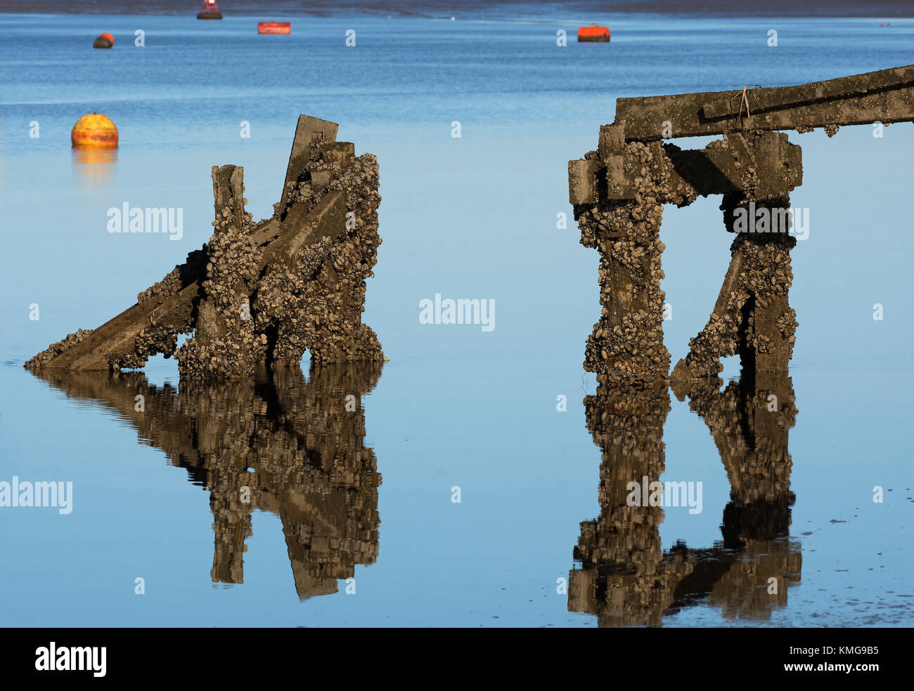Mussel encrusted remains of old jetty at Knott End on Sea, Lancashire ...