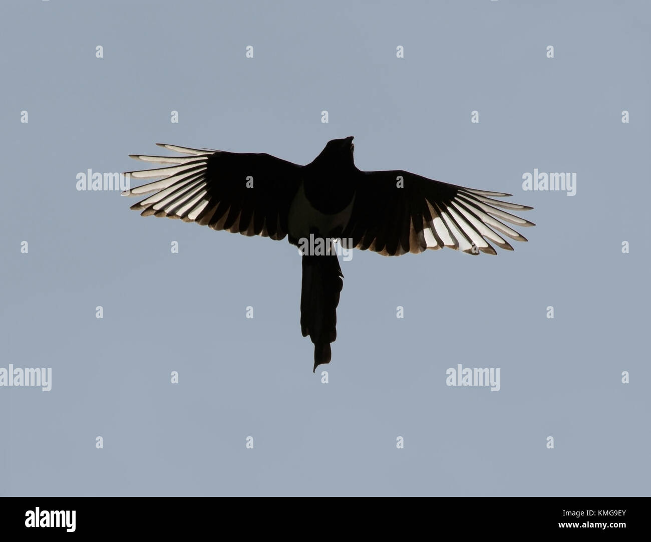 Magpies flight hi-res stock photography and images - Alamy