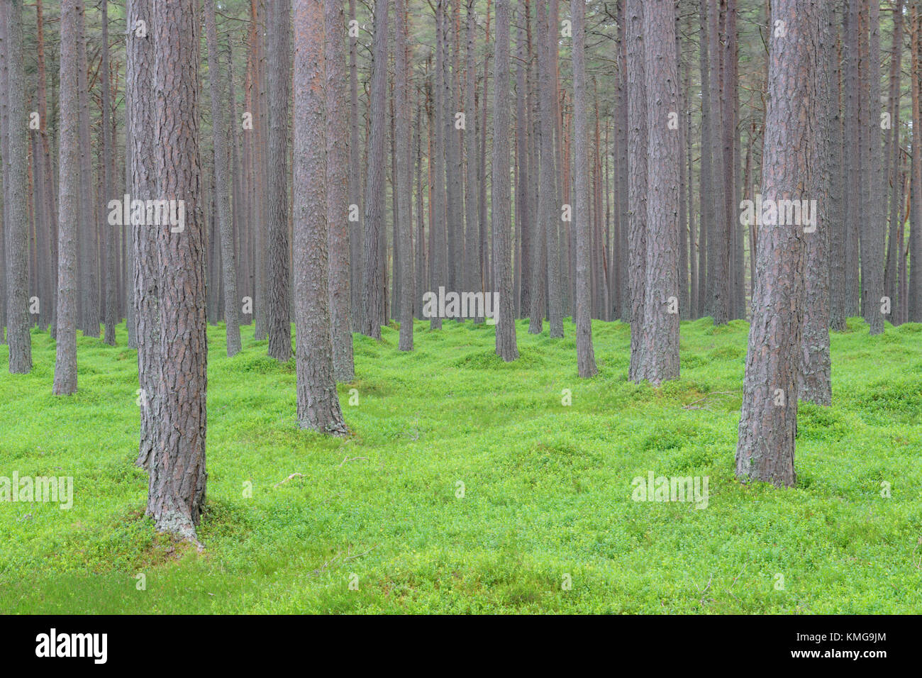 Underground forest hi-res stock photography and images - Alamy