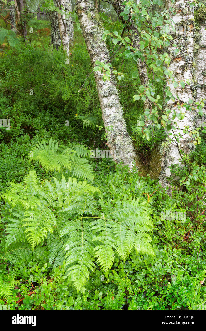 Native birch wood, with fern and mosses, Cairngorms national park ...