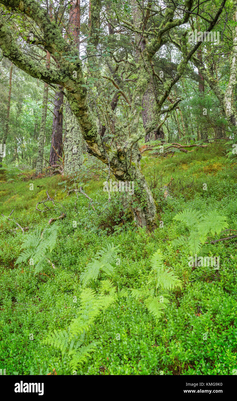 Native birch wood, with fern and mosses, Cairngorms national park ...