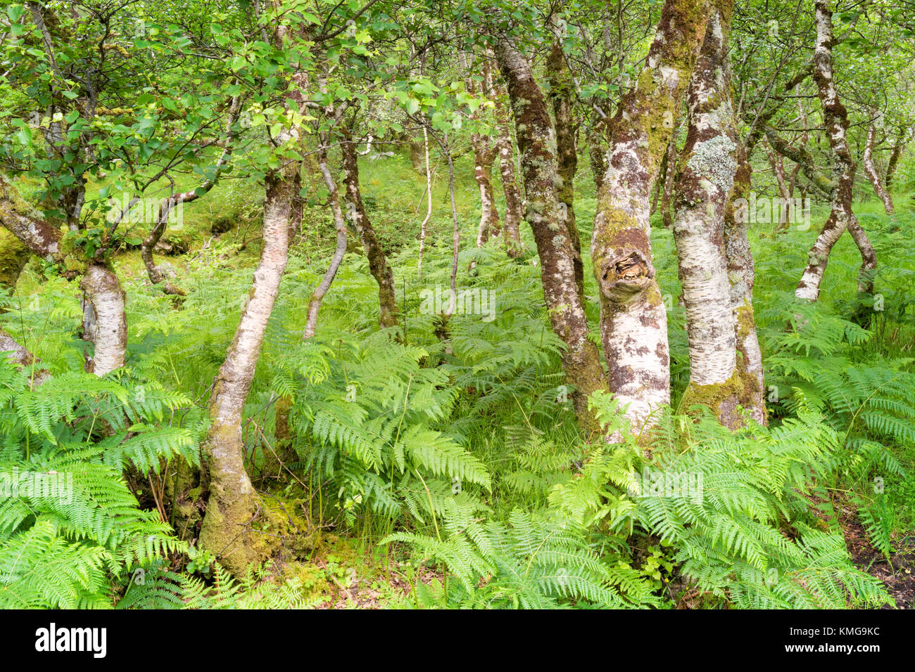 Deciduous forest, Scottish Highlands, Scotland, UK Stock Photo - Alamy
