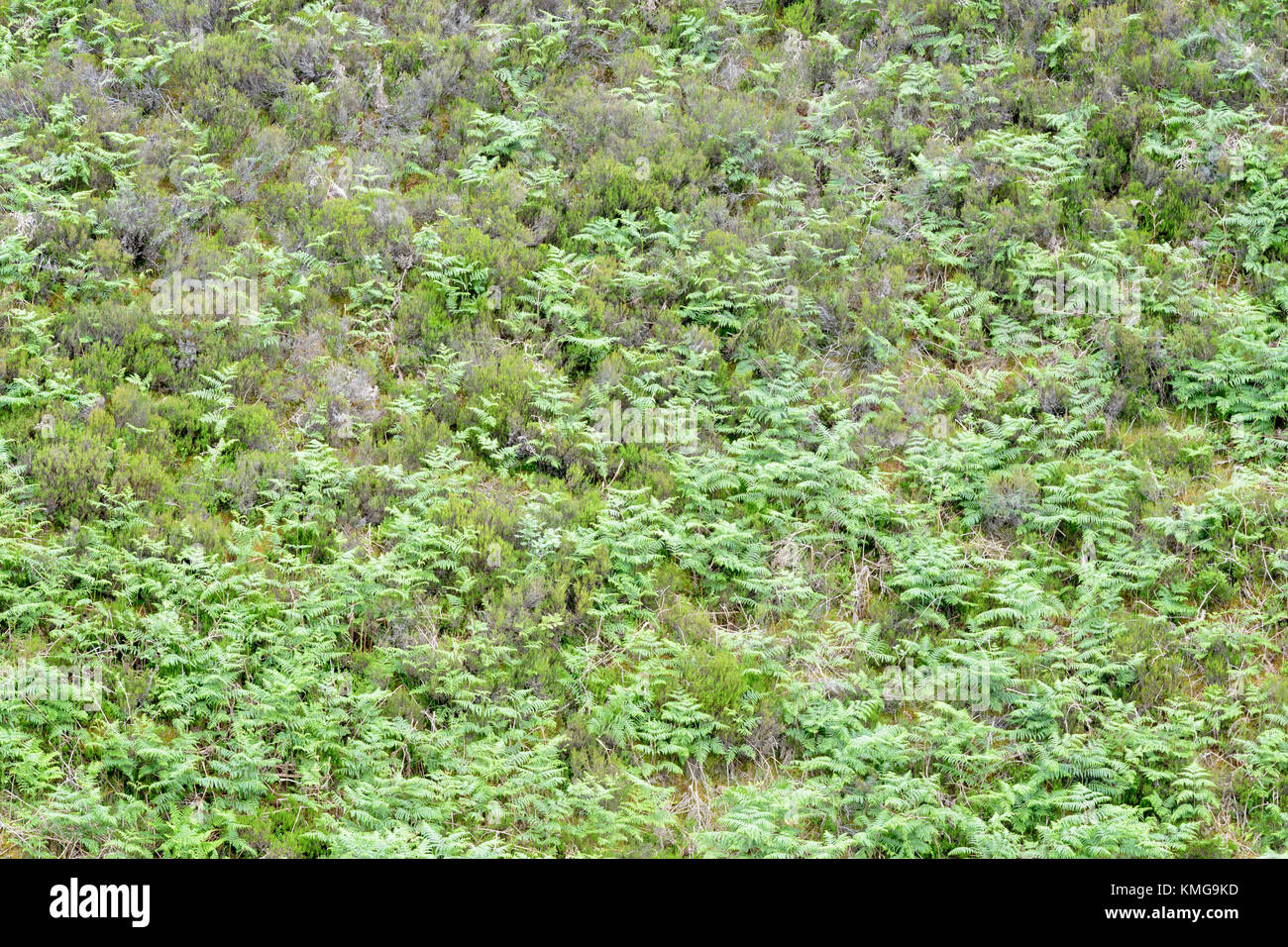 Hillside with fern and moorland, Scottish Highlands, Scotland, UK Stock ...