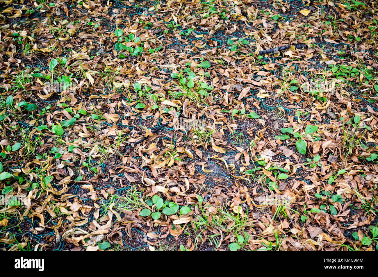autumn ground with leaves and seeds. background, texture Stock Photo ...