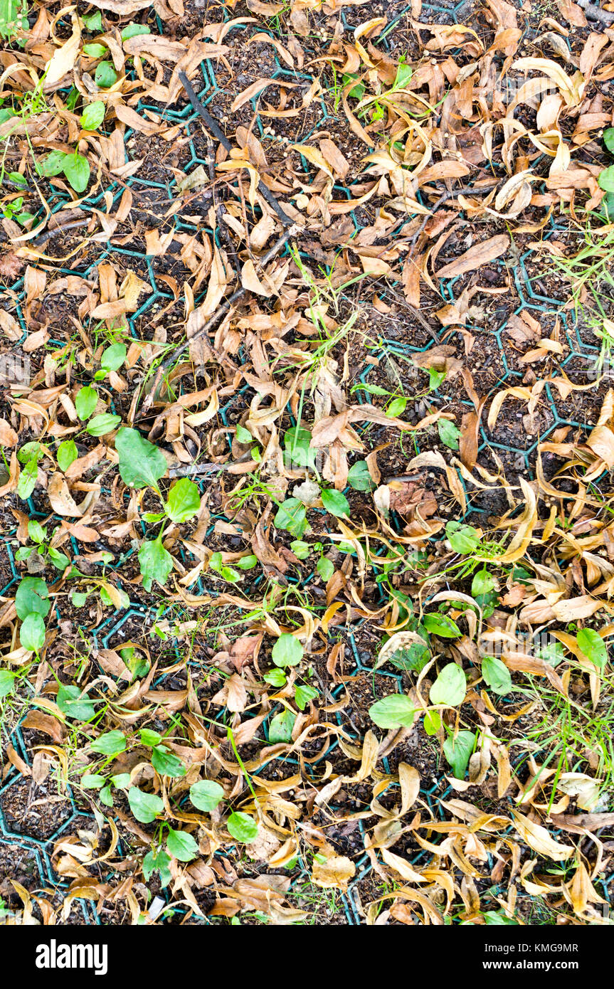 autumn ground with leaves and seeds. background, texture Stock Photo ...