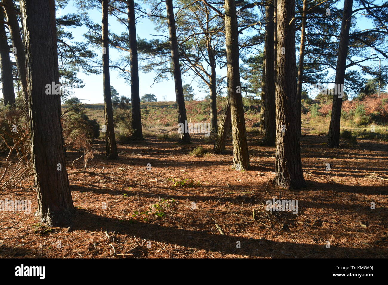 Pine copse hi-res stock photography and images - Alamy
