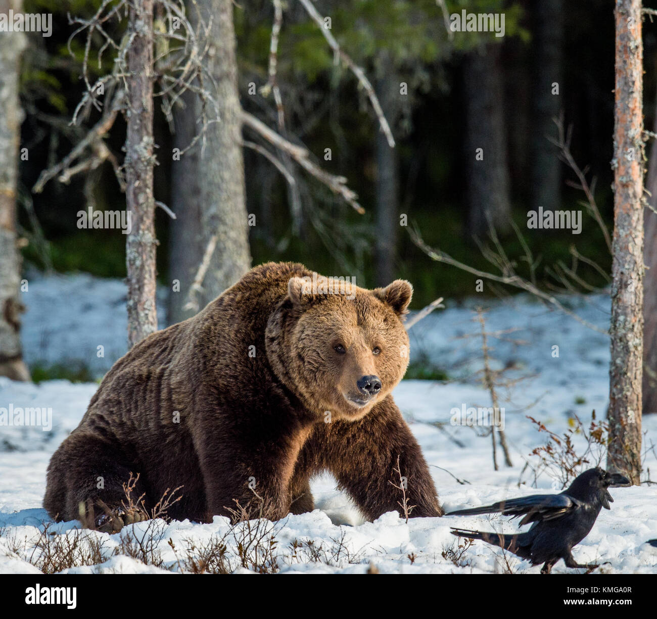 Close up portrait of adult male Brown Bear on a snow-covered swamp in ...