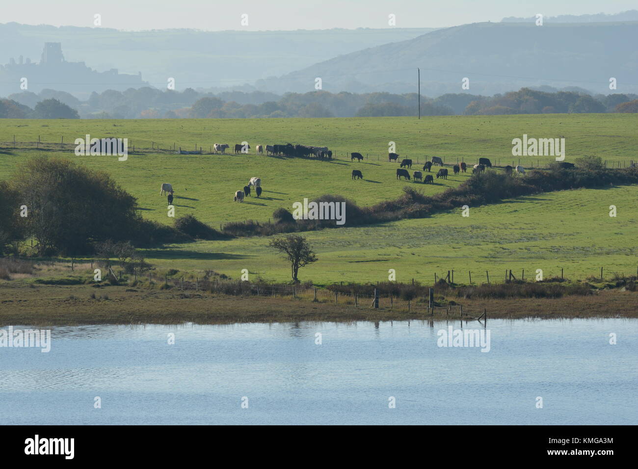 Corfe Castle from Arne Stock Photo - Alamy