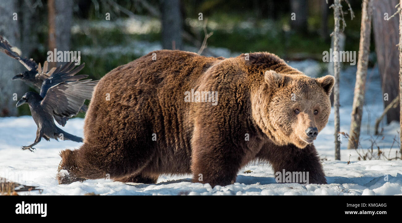 Close up portrait of adult male Brown Bear on a snow-covered swamp in ...