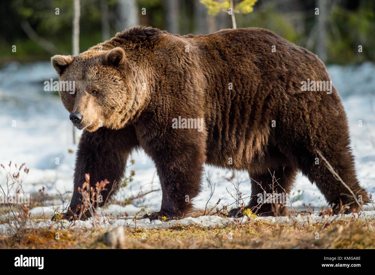 Close up portrait of adult male Brown Bear on a snow-covered swamp in ...