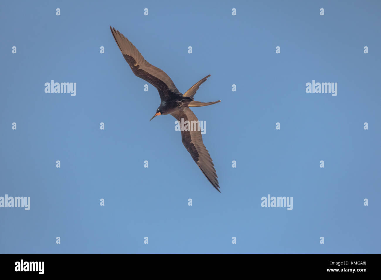 Magnificent bird of paradise hi-res stock photography and images - Alamy