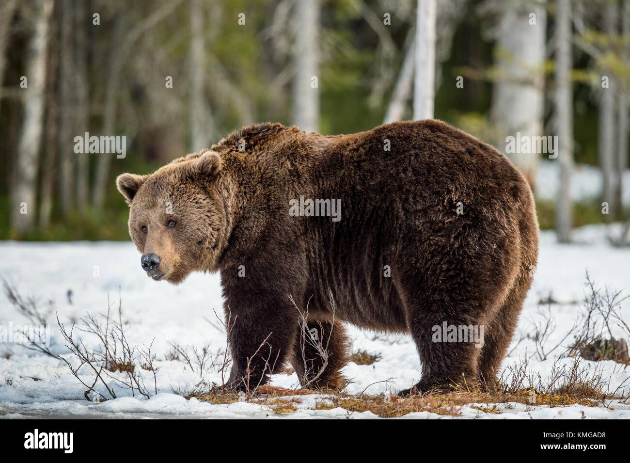 Close up portrait of adult male Brown Bear on a snow-covered swamp in ...