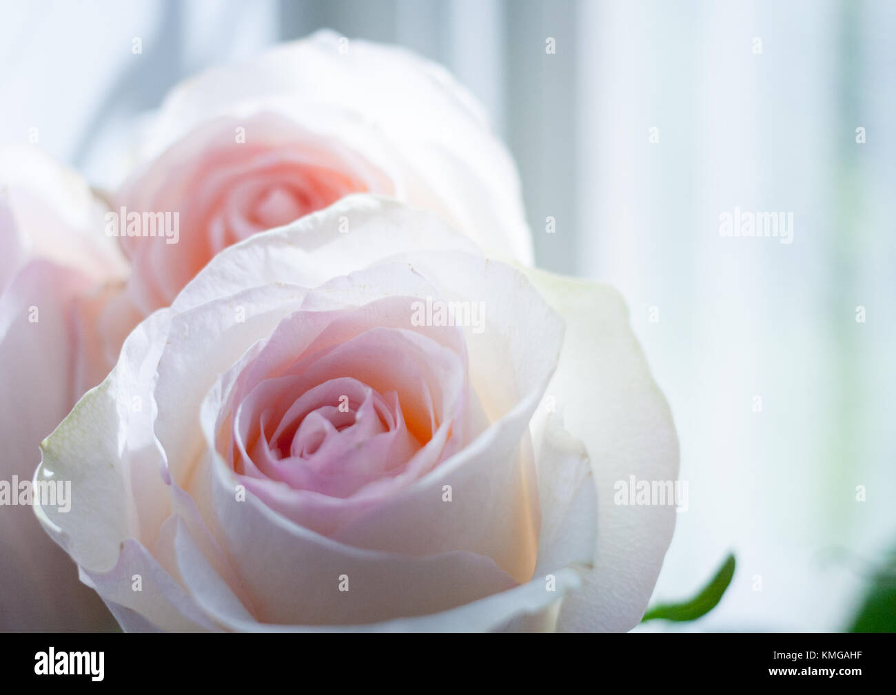 Pale pink roses hi-res stock photography and images - Alamy