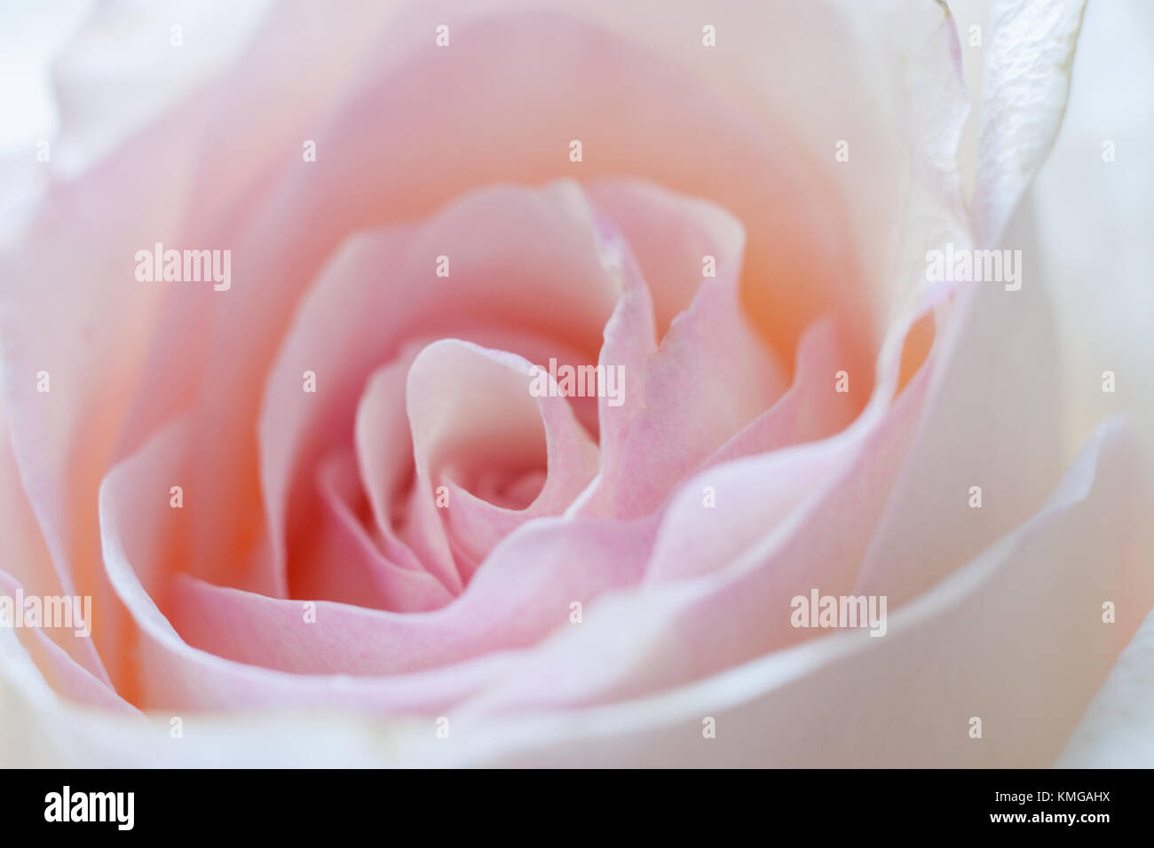Close-up delicate pale pink rose bud Stock Photo - Alamy