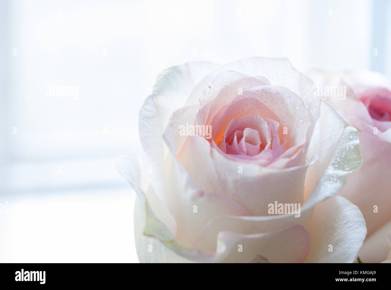 Two pale roses hi-res stock photography and images - Alamy