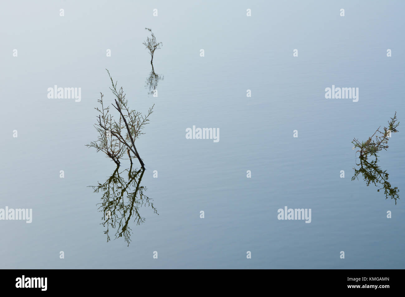 tree reflection on the lake Stock Photo - Alamy