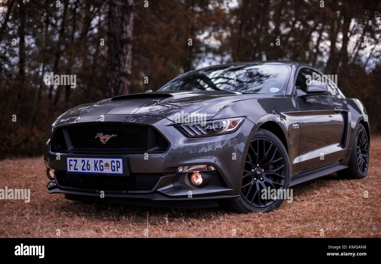 Gray mustang hi-res stock photography and images - Alamy