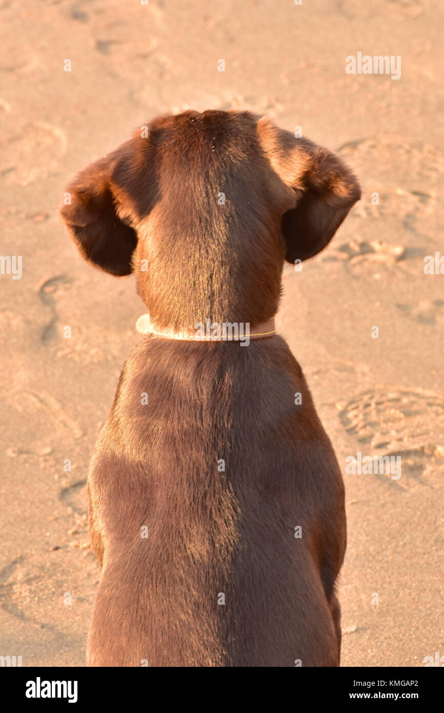 a labradinger or springador puppy dog viewed or seen from the rear ...