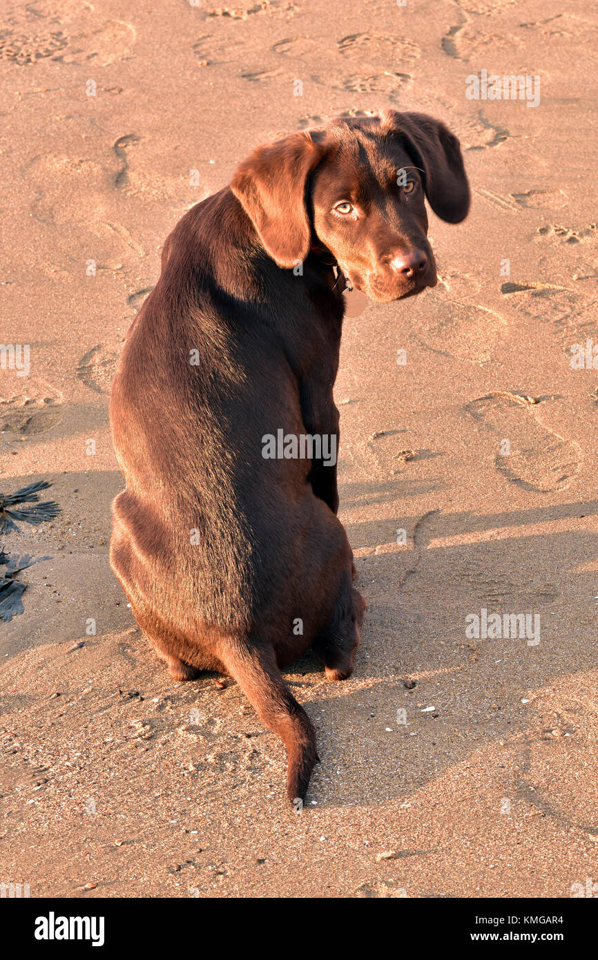 a labradinger or springador puppy looking over it's shoulder and into ...